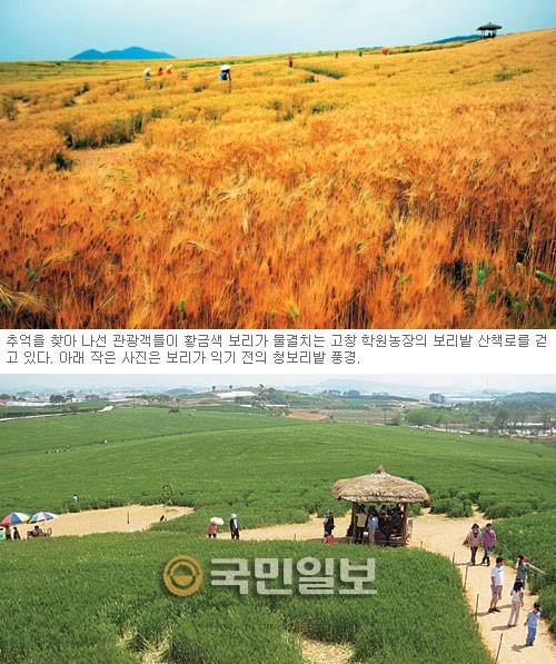 고창―황금보리밭 보리가 익었네 풋사랑도 익었겠다