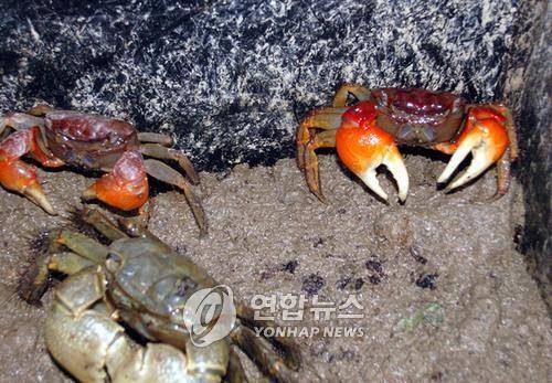 멸종위기 붉은발말똥게 군산서 관찰