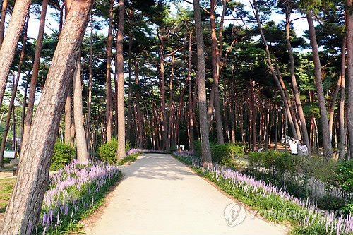 명품 소나무정원 조성되는 안면도수목원