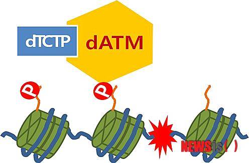KAIST연구팀, 손상된 DNA 회복과정 규명