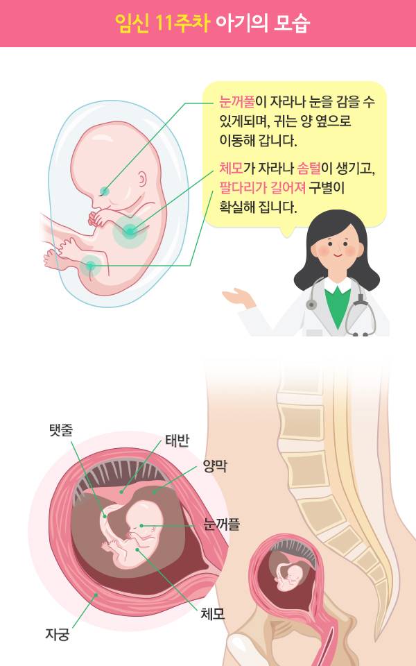 임신 초기 임신 11주차 증상 요즘 필요한 태교는
