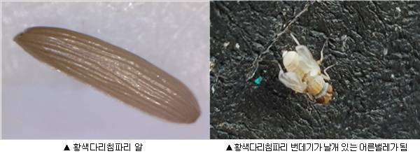 작은뿌리파리 토착 포식성 천적 국내 첫 발견