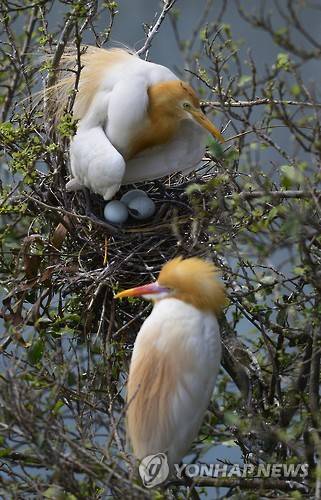 INDIA ANIMALS EGRETS