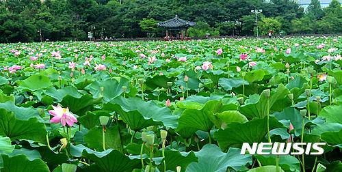 뉴시스 앵글 전주 덕진공원은 지금은은한 연꽃향기