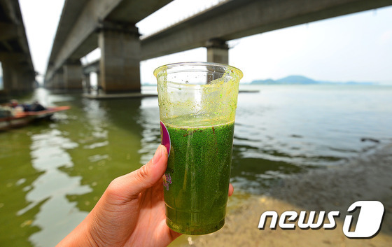 투명 컵에 담긴 한강 녹조