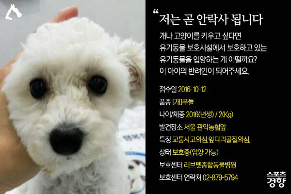 〈스포츠경향〉 유기멍냥 캠페인 서울 관악농협에서 발견된 흰색 푸들