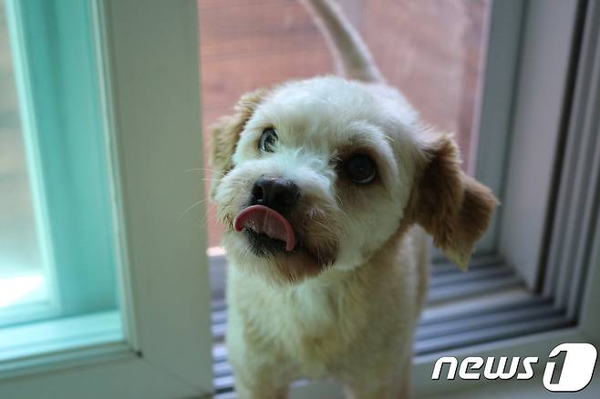 곰돌이 인형 연상시키는 친화력 갑 강아지