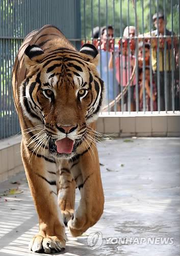 PAKISTAN TIGER