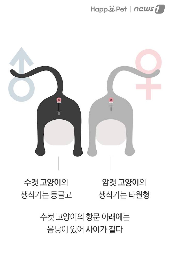 펫카드 암컷 수컷 고양이 성별 확인하려면