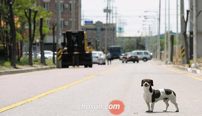 근로자 붐볐던 군산 오식도엔 버려진 개들만 쓸쓸히