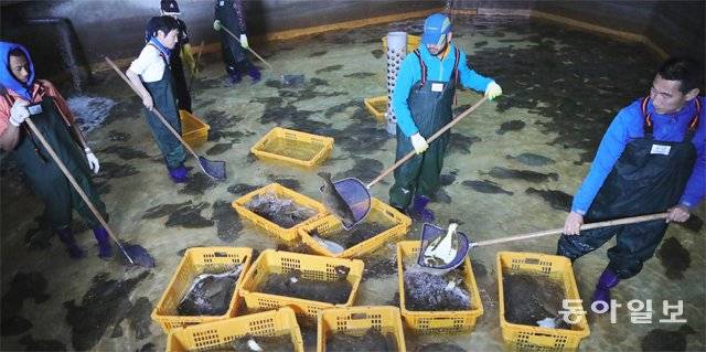 세계일류 인정받은 제주 광어 스마트양식으로 10개국에 수출