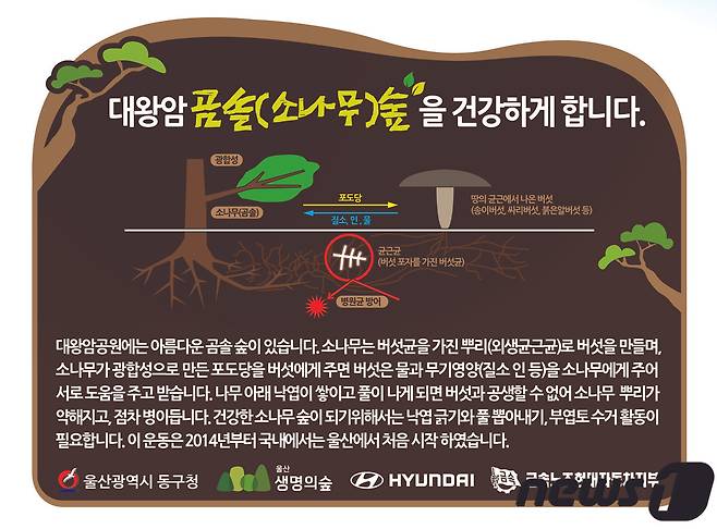 현대차노사 대왕암공원 소나무 숲 보호활동