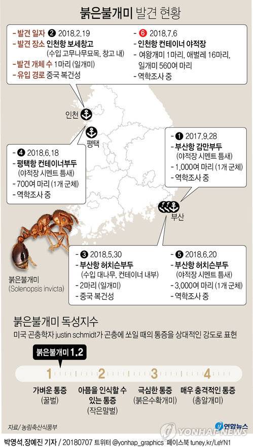 그래픽 인천항서 국내 첫 붉은불개미 여왕개미 발견