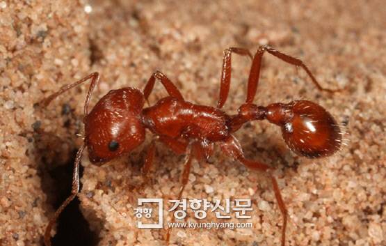 붉은불개미 여왕개미까지 발견국내 확산 초읽기