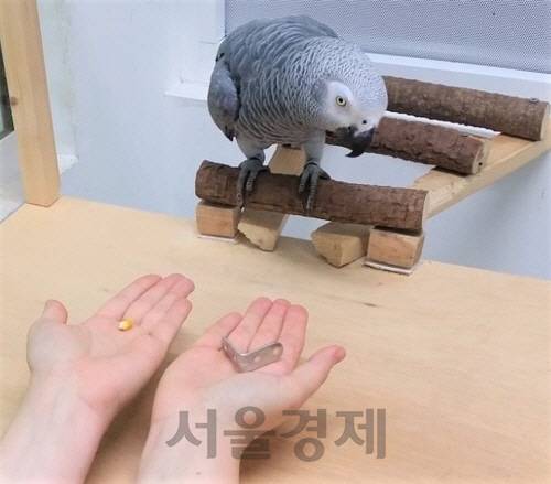사람 말 따라하는 앵무새더 큰 이익 위해 눈앞의 유혹도 참는다