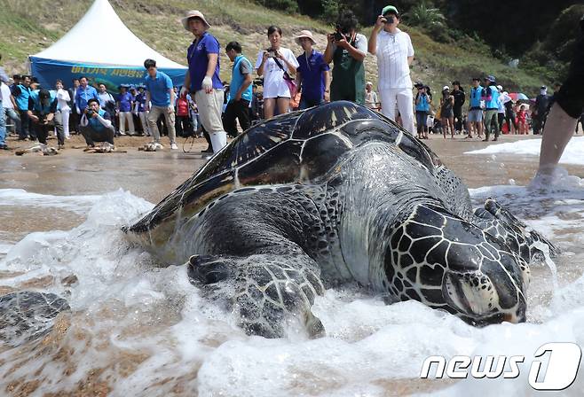 제주서 발견된 바다거북 사체서 비닐 등 해양쓰레기 와르르