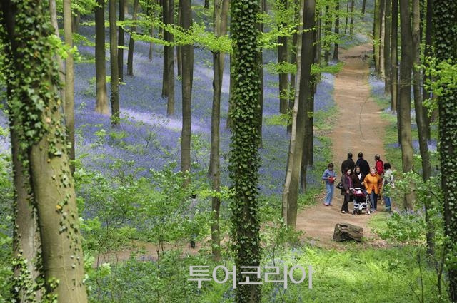 신비로운 보랏빛 숲 만나고 거장의 숨결 느끼는 벨기에 꽃 여행