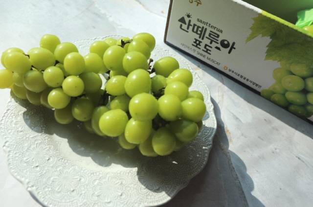 맛·향 으뜸 샤인머스캣포도 中에 2000만달러 수출