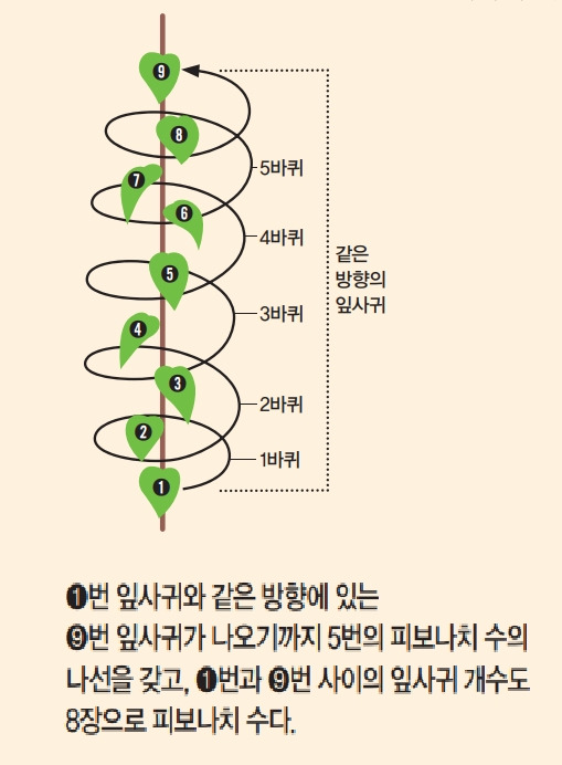 주말n수학 피보나치도 울고 갈 파인애플 볶음밥