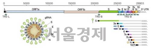 코로나19 바이러스 고해상 유전자 지도 나왔다