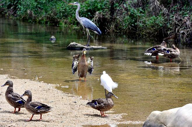 [Eye Plus] Hongjecheon: Seoul stream that courses through history