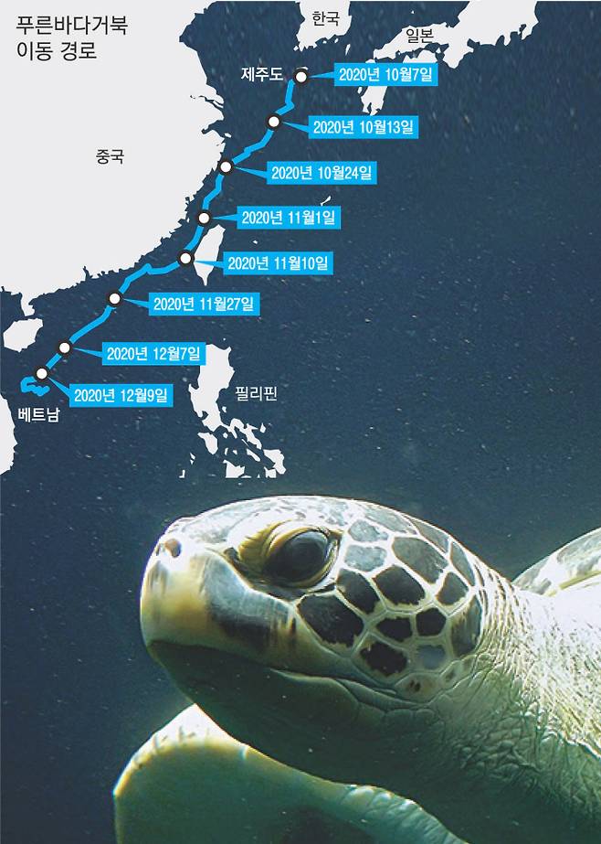 신비로운 귀향제주서 놔준 바다거북 석 달 뒤 고향 베트남 도착