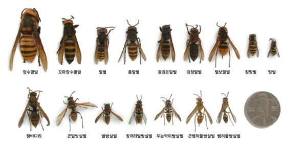 벌의 종류 네이버 블로그