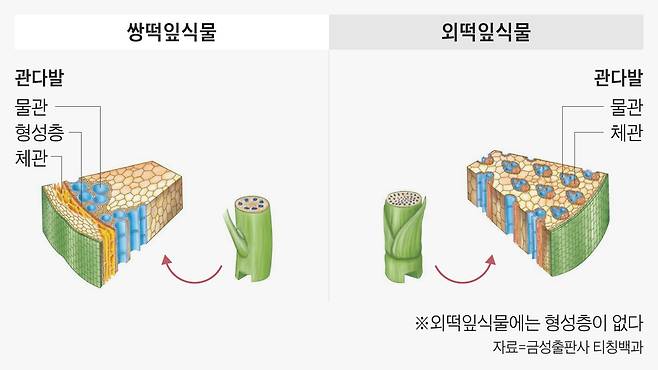 멸종위기 바나나 접목으로 곰팡이병에서 구한다