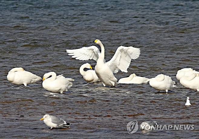 흰꼬리수리·매·큰고니포항 형산강 찾은 천연기념물