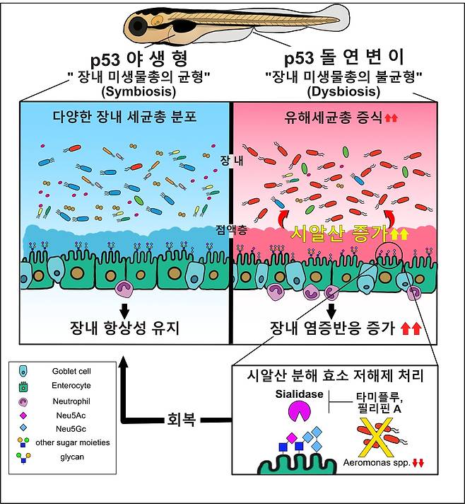 타미플루의 염증성 장 질환 억제 효과 규명치료제 개발 기대