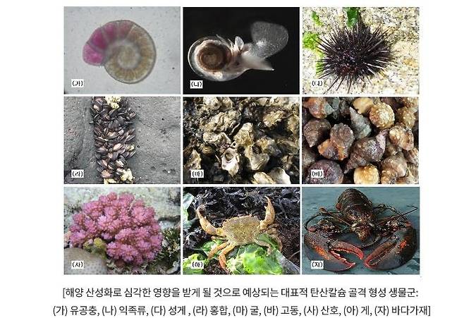 기후 위기와 해양 ⑨ 탄소배출 증가로 바다가 산성화되고 있어요