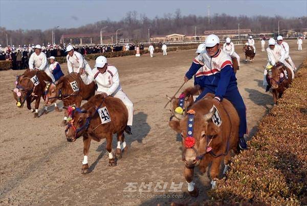 북한 경마장에서는 말 대신 소가 달린다이색경주 화제