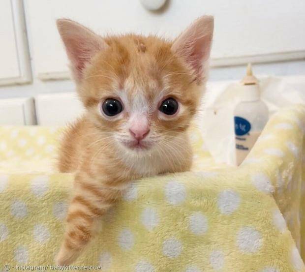 이마에 반창고 붙이고 헬멧 쓴 새끼고양이 노트펫