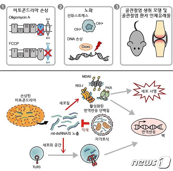 국내연구진 퇴행성 관절염을 일으키는 주요인자 발견