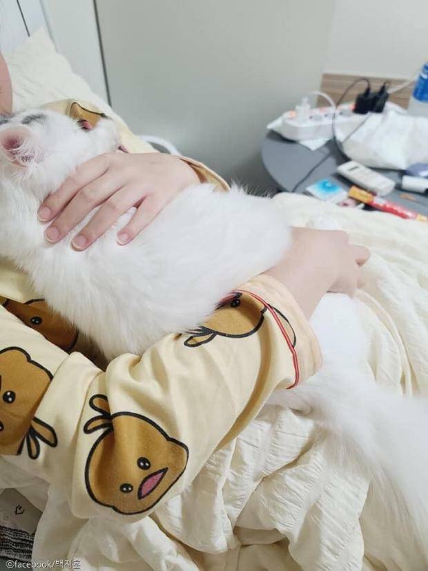 이빨 빠지자 엄마 품으로 쪼르르 안긴 고양이 노트펫