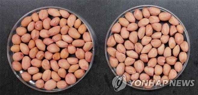 더쿠 제주 우도 가면 찾는 명물 우도땅콩 신품종으로 대체