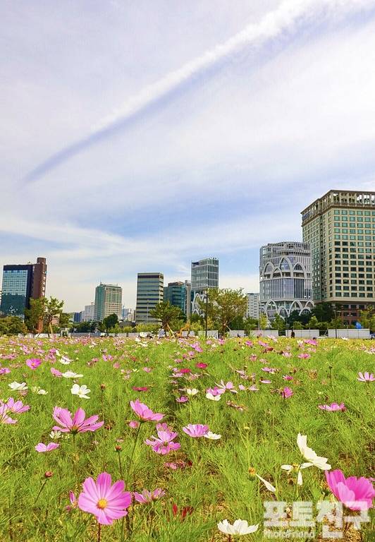 포토친구 서울 도심의 코스모스 꽃밭