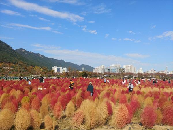 포토뉴스 댑싸리 붉게 물든 양산 황산공원