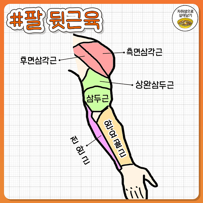 운동할 때 참고하기 좋은 전신 근육 이름 총정리 자취생으로 살아남기