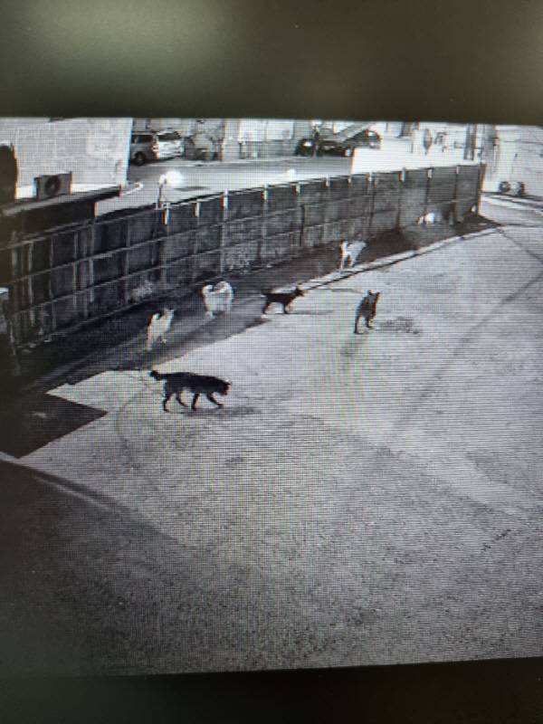 세력 넓히는 사하구 구평동 들개에 주민들 ‘덜덜