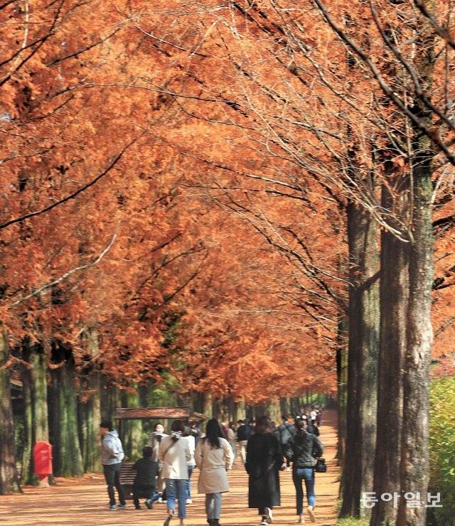 초겨울 담양 메타세쿼이아길