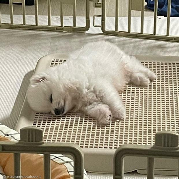 쪼그만게 누워서 밥 먹기 귀찮았던 3개월 강아지의 꼼수 노트펫