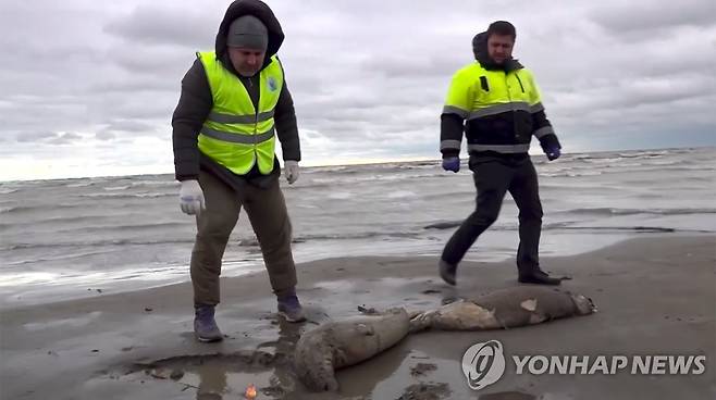 바다표범 또 떼죽음러시아 해안에 2천500마리 사체 밀려와