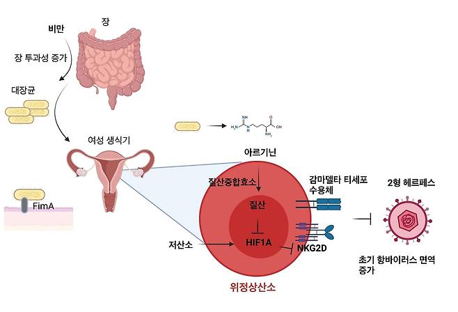 비만도 도움 될 때가 있다kaist 성병 바이러스 감염 억제
