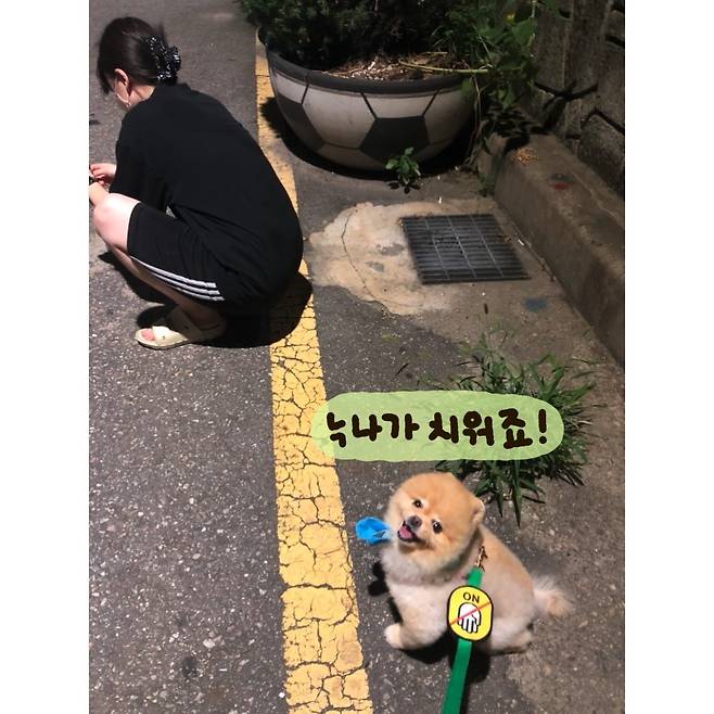 😎집사 아니죠 댕댕이 풉 컬렉터라고 불러주세요 비마이펫