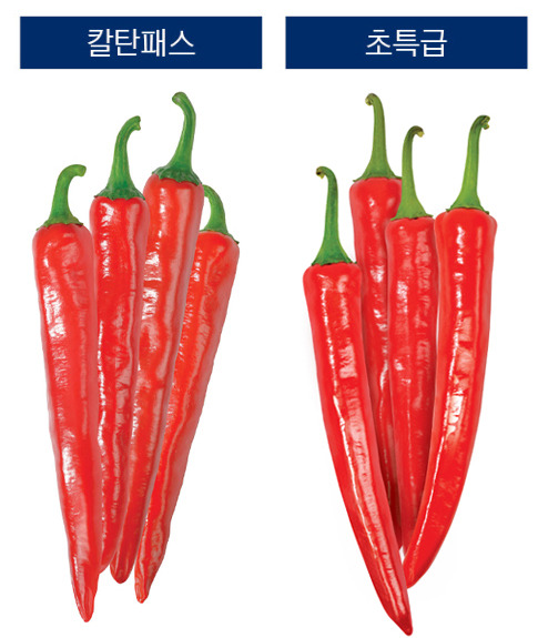 고추 종자 지상전 기후변화 심화초세좋은 조생종·복합내병계 품종 ‘주목