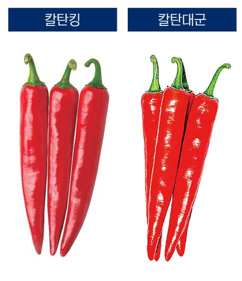 고추 종자 지상전 기후변화 심화초세좋은 조생종·복합내병계 품종 ‘주목