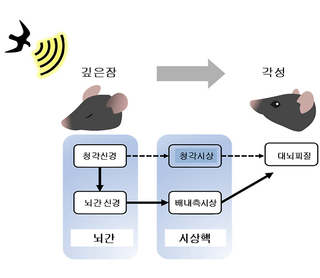 소리 들으면 퍼뜩 잠 깨는 뇌 원리 규명의식 회복·adhd 완화 활용