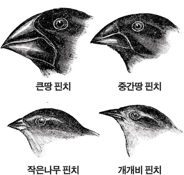 섬마다 다른 핀치의 부리생태변화 따른 진화의 흔적