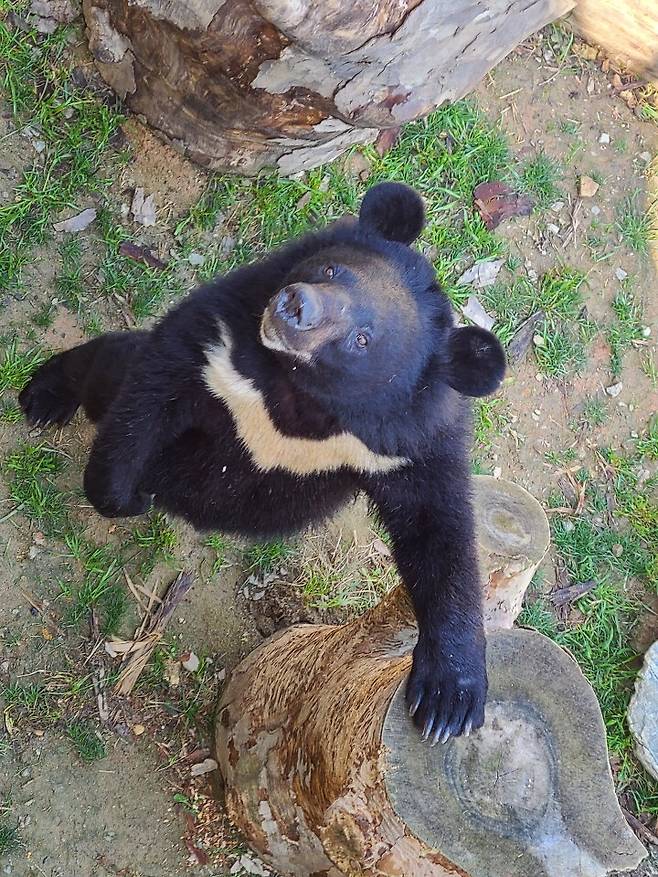 영상 씨름 좋아하는 반달가슴곰 여전히 300여 마리는 철창 속